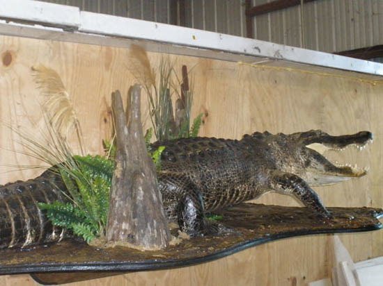 Taxidermy Alligator full body mounts