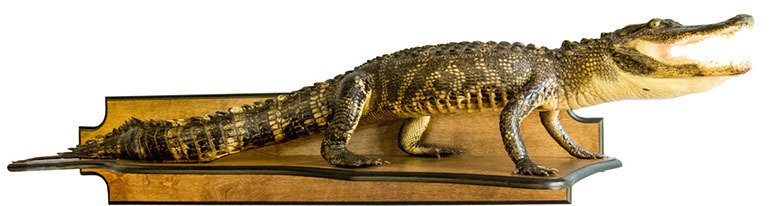 Taxidermy Alligator full body mounts