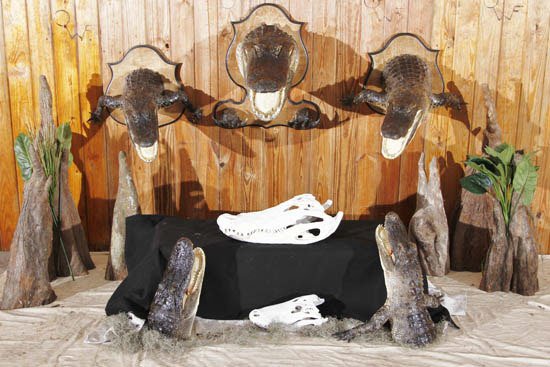 Alligator flat skin mount, Alligator Head and Shoulder, FL Taxidermist