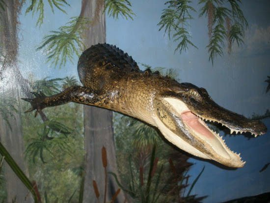 Alligator flat skin mount, Alligator Head and Shoulder, FL Taxidermist