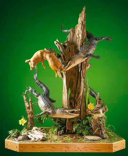 Taxidermy Alligator full body mounts