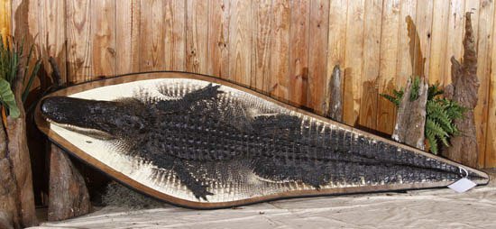 Alligator flat skin mount, Alligator Head and Shoulder, FL Taxidermist