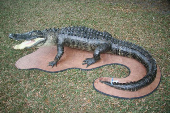 Taxidermy Alligator full body mounts