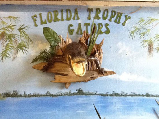 Alligator flat skin mount, Alligator Head and Shoulder, FL Taxidermist