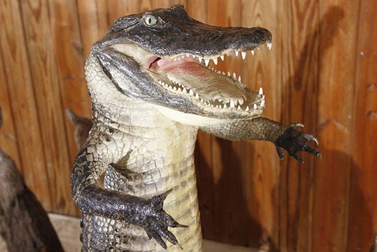 Taxidermy Alligator full body mounts