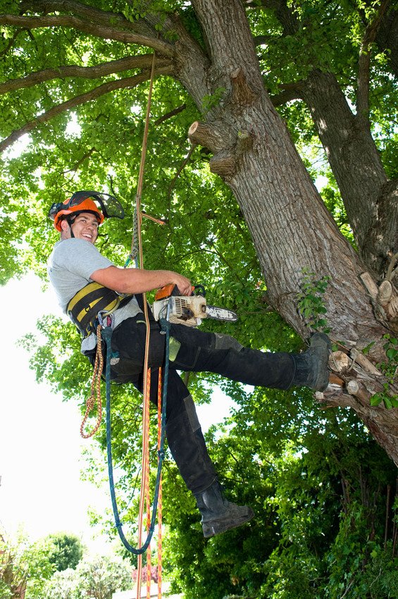 Tree surgery in Leeds | NS Whitaker Tree & Paving Services