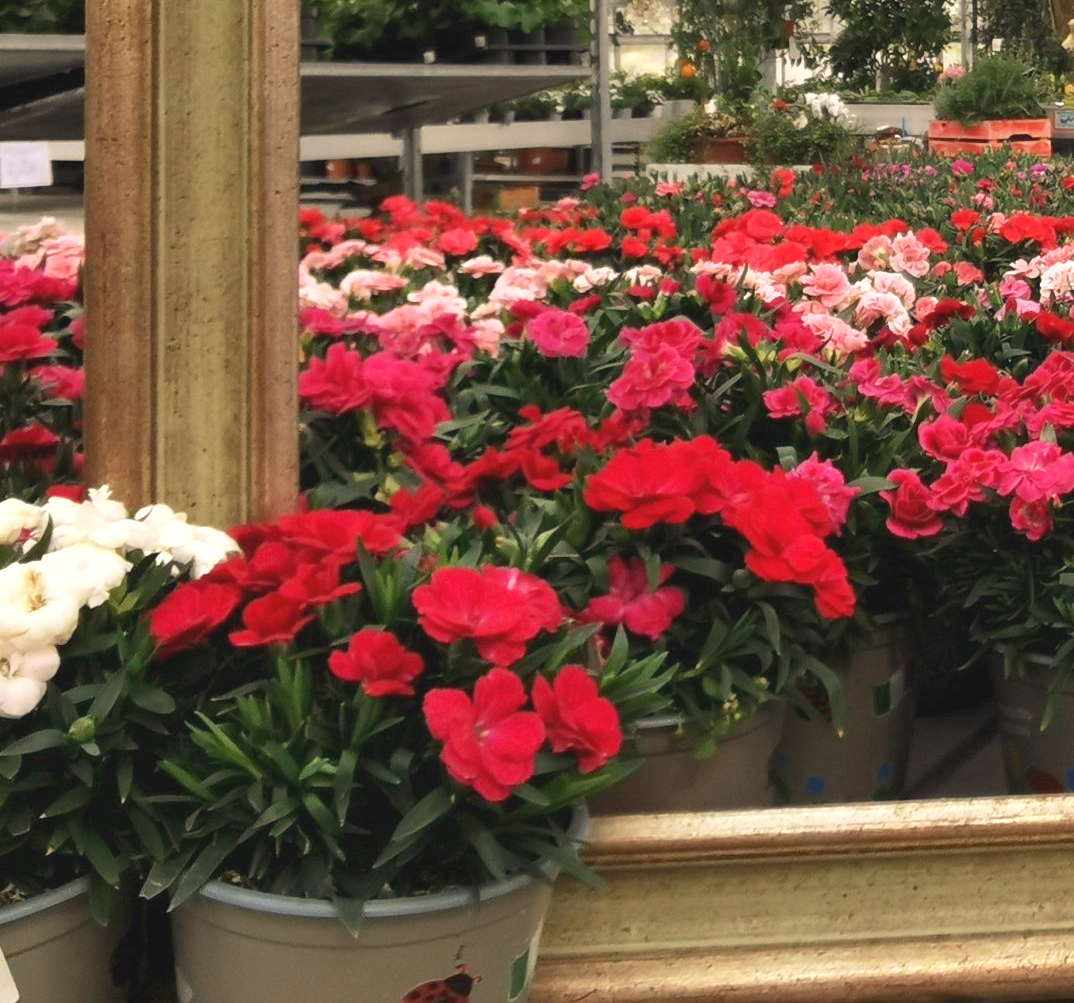 Fiori per interni | Gattinara, VC | Il Mulino dei Fiori