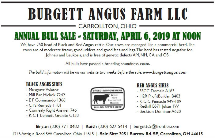 Black and Red Angus Bulls - Burgett Angus, Ohio