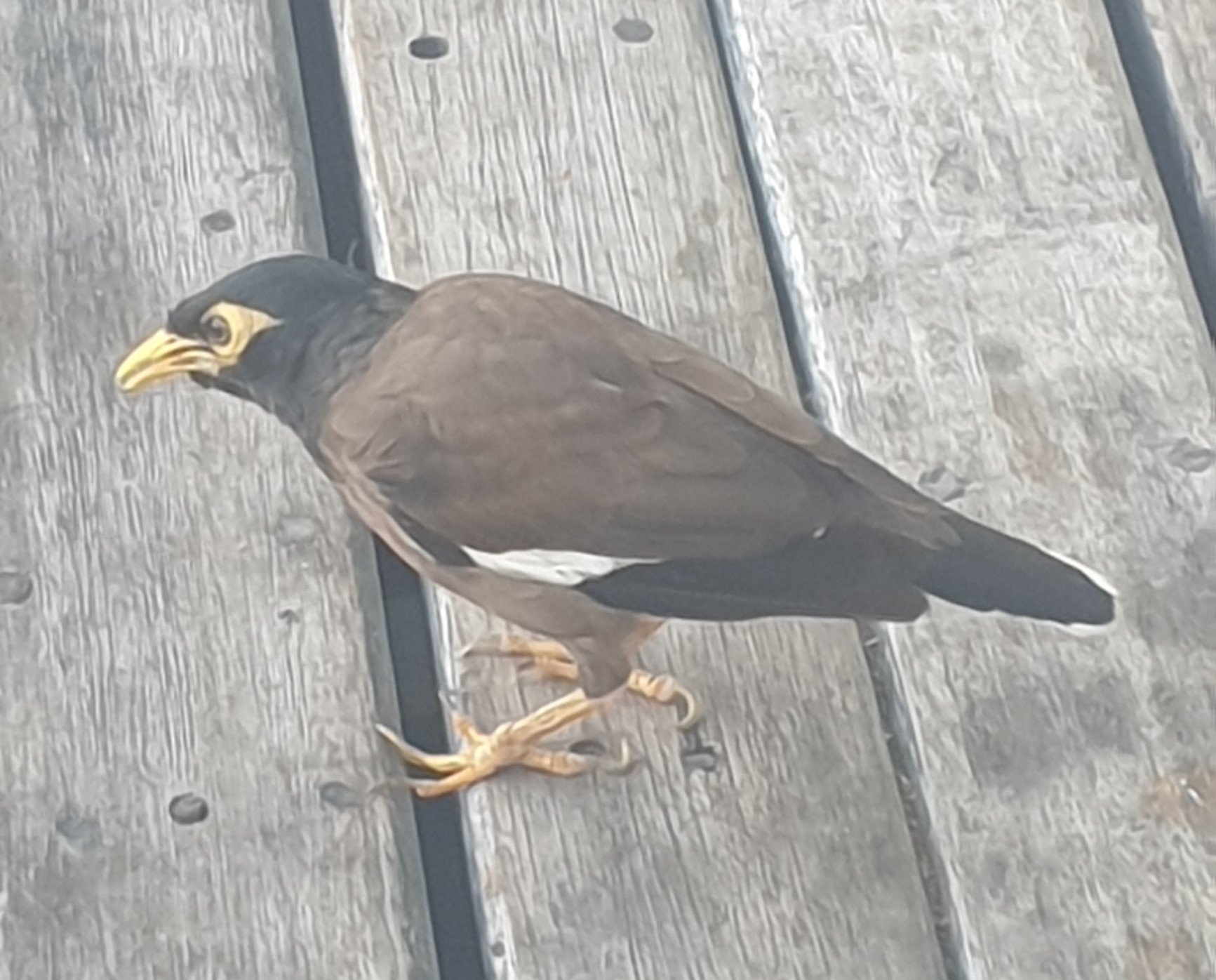 All About Myna Birds in Australia