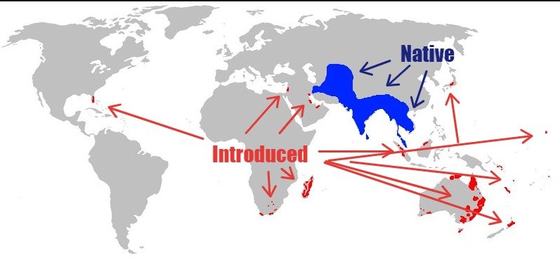 All About Myna Birds in Australia