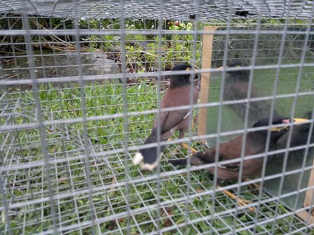 Myna bird Traps Delivered Australia Wide - Trapping Myna Birds
