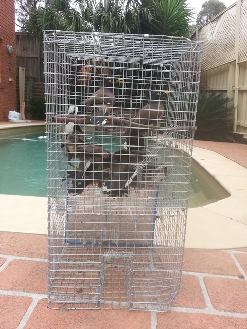 Myna bird Traps Delivered Australia Wide - Trapping Myna Birds