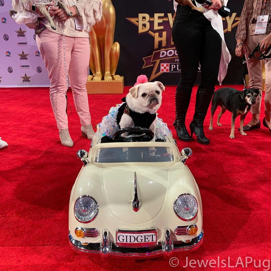 Beverly Hills Has Gone To The Dogs!!