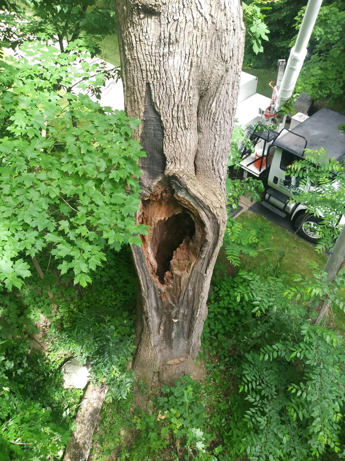 Tree Removal | Berlin Heights, OH | Leimeister Crane & Tree Service