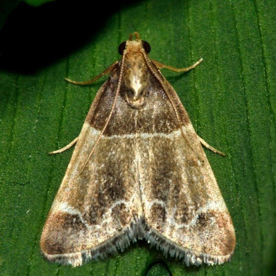 Common Household Pests: Pest Stop Pest Control Services Bath, Somerset ...
