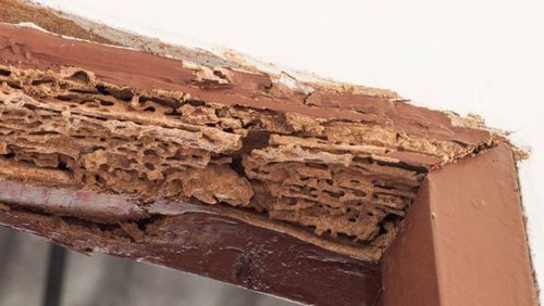 Termite Treatment | Goshen, IN | RS Pest