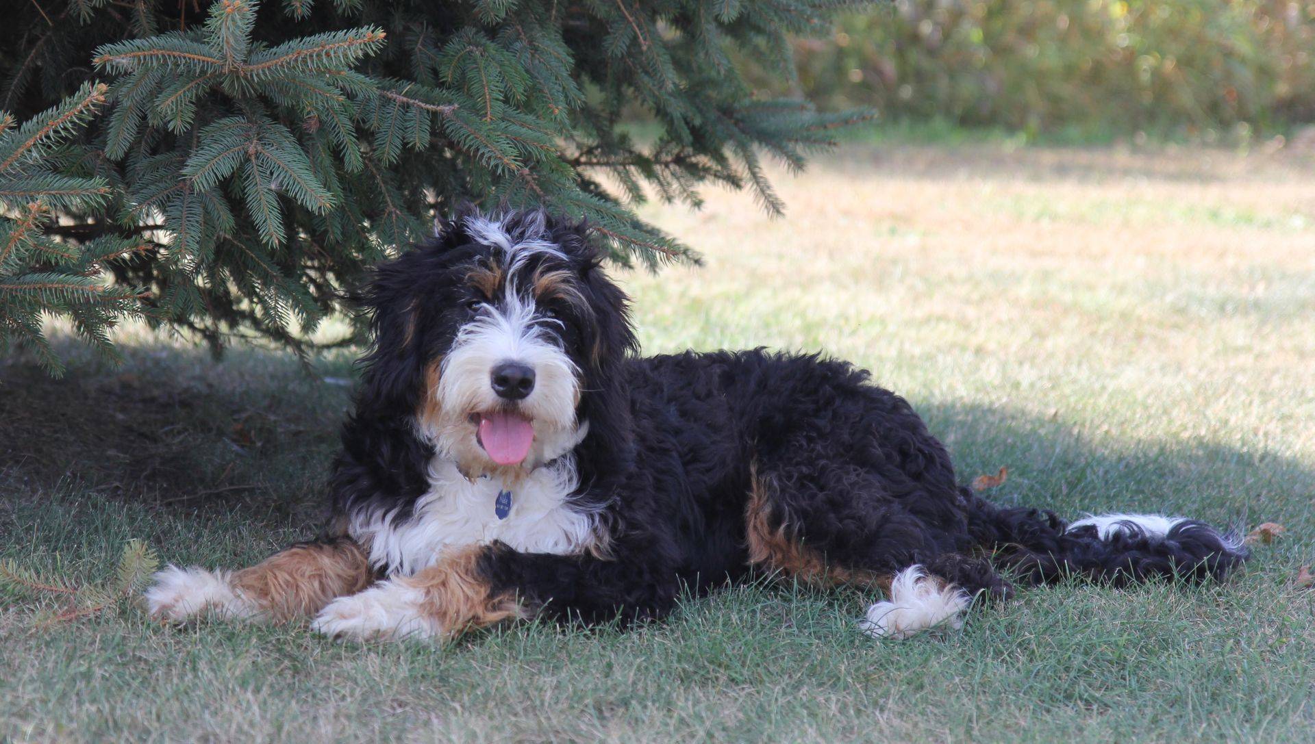 Miniature Bernedoodles