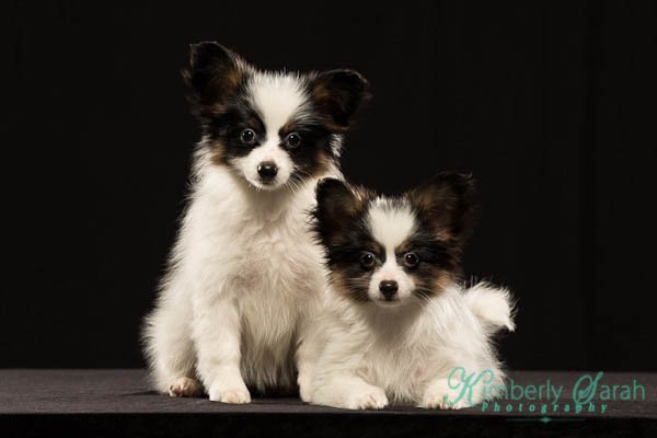 A Breed Apart Papillons | Gallery