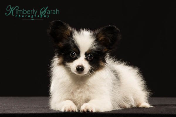 Papillon Gallery | A Breed Apart | New England