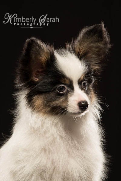 Papillon Gallery | A Breed Apart | New England
