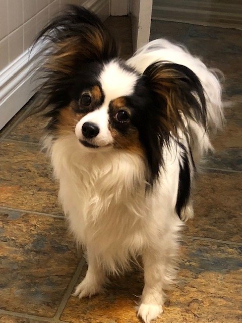 Home | Papillon Breeders | A Breed Apart | NH