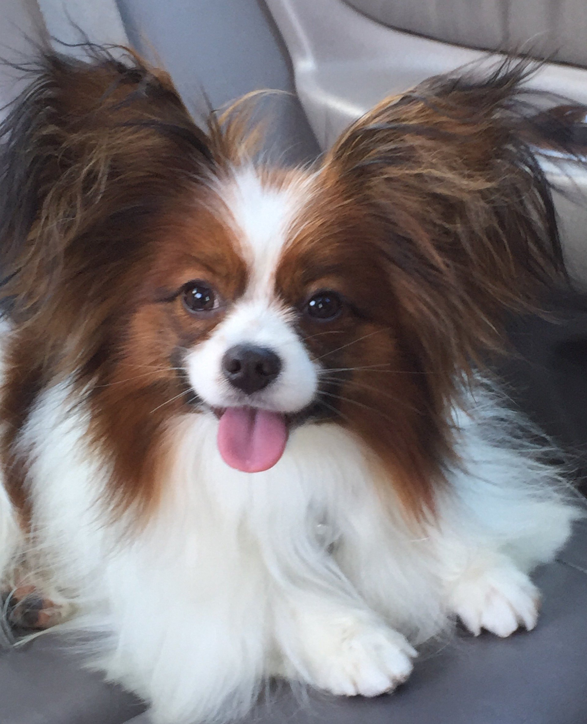 Home | Papillon Breeders | A Breed Apart | NH