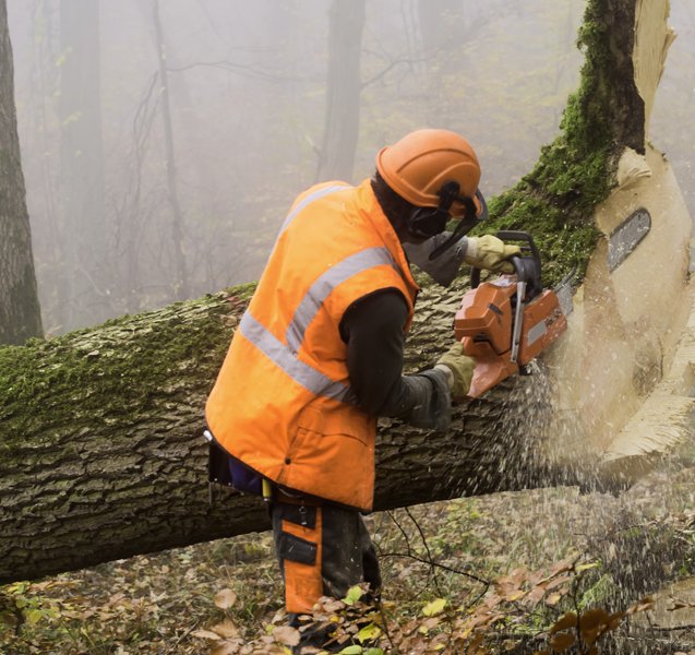 Tree surgeons - St Blazey | Richard Heyward Tree Surgeons