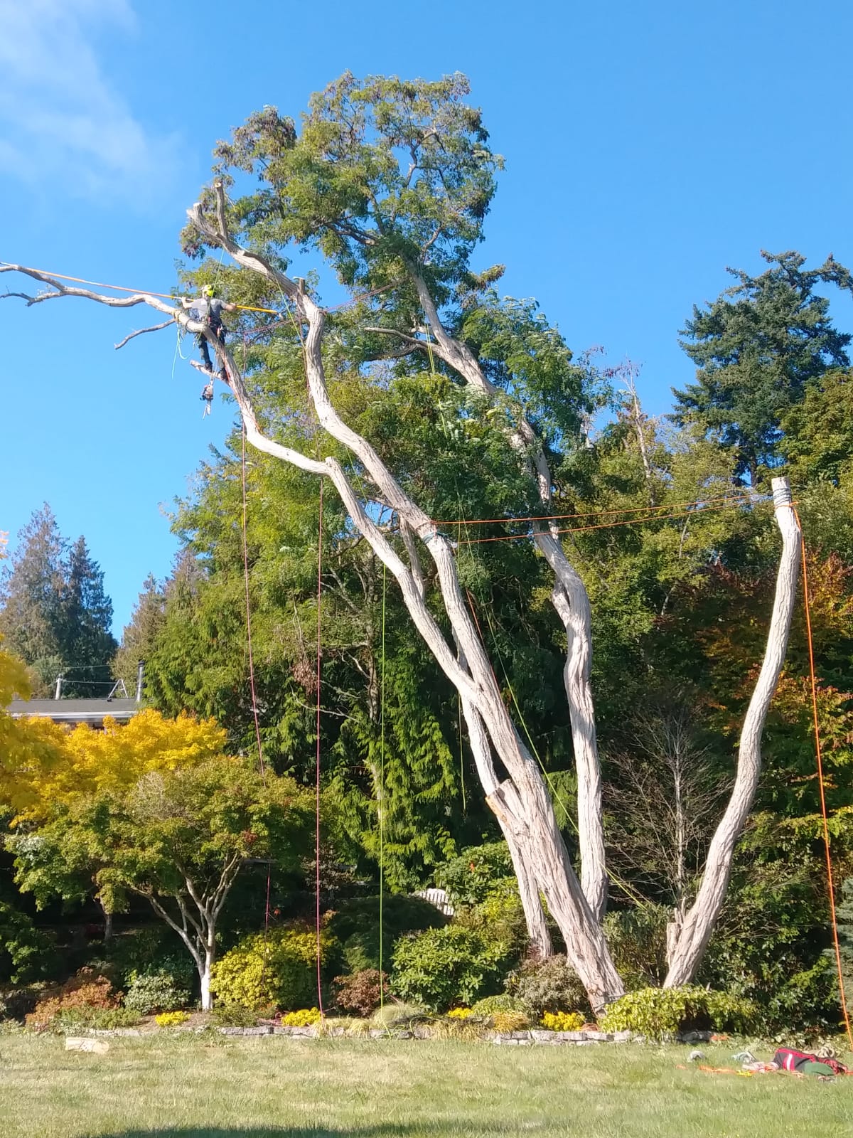 Henry Tree Service Photo Gallery of activities on Whidbey Island, WA