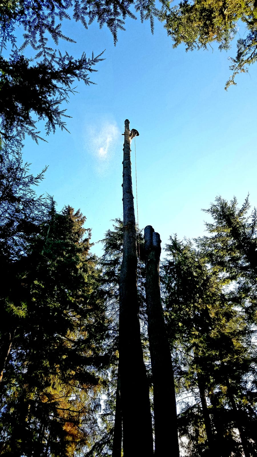 Henry Tree Service Photo Gallery of activities on Whidbey Island, WA