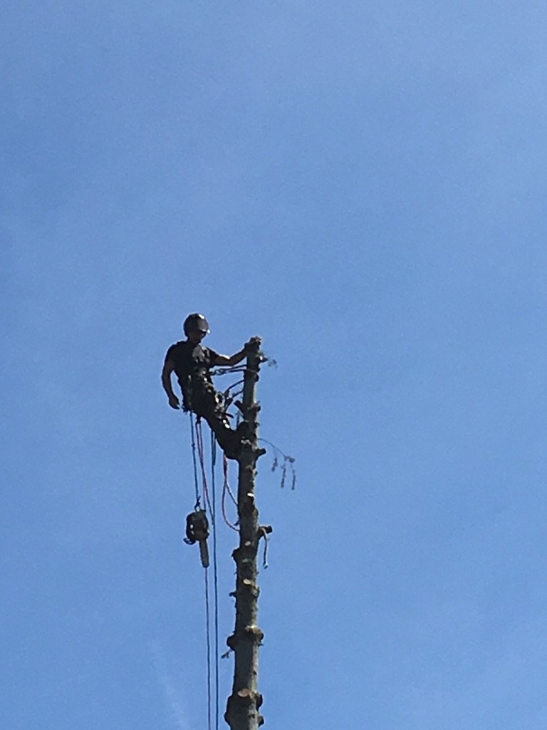 Henry Tree Service Photo Gallery of activities on Whidbey Island, WA