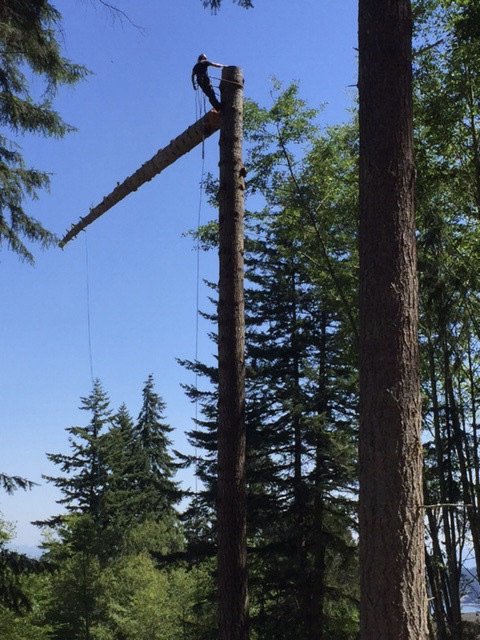 Henry Tree Service Photo Gallery of activities on Whidbey Island, WA