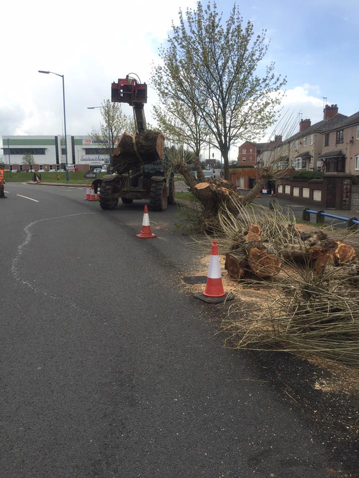 Tree surgery | Luke Collett Tree Surgeons Ltd