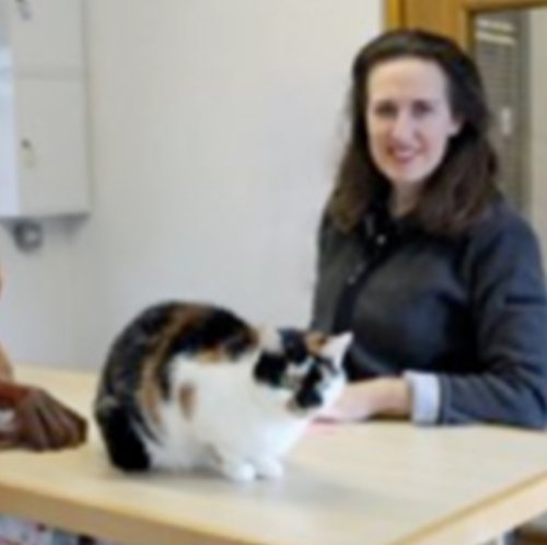 Luxury cat hotel Portway, West Midlands, The Kosseted Kat