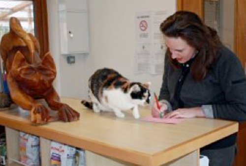 Luxury cat hotel Portway, West Midlands, The Kosseted Kat