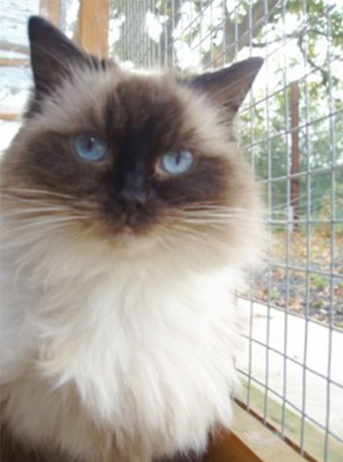 Luxury cat hotel Portway, West Midlands, The Kosseted Kat