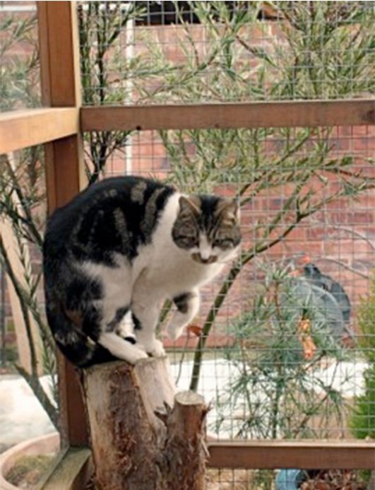Luxury cat hotel Portway, West Midlands, The Kosseted Kat