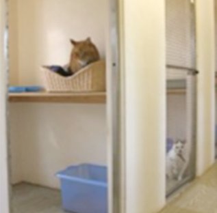 Luxury cat hotel Portway, West Midlands, The Kosseted Kat