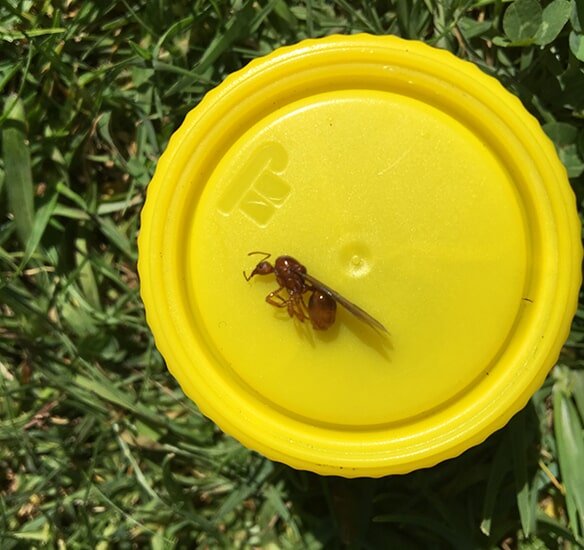 Funnel Ant Facts in Nambucca Heads | Terminator Ant & Pest Control