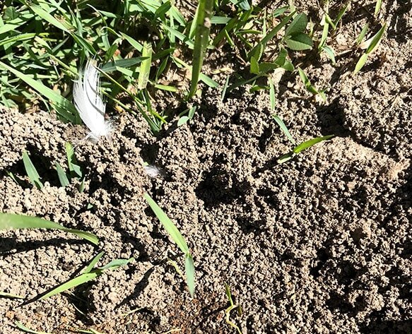 Funnel Ant Facts in Nambucca Heads | Terminator Ant & Pest Control