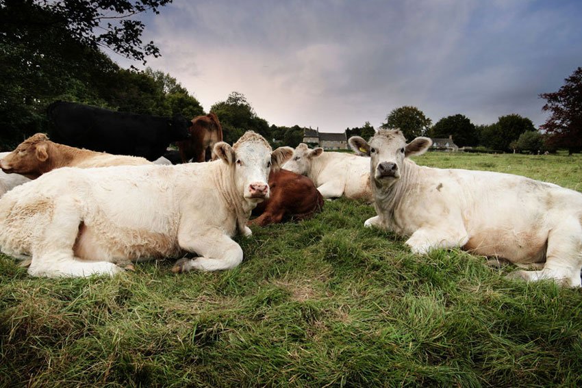 Fallen livestock disposal | Harry Hawkins & Partners