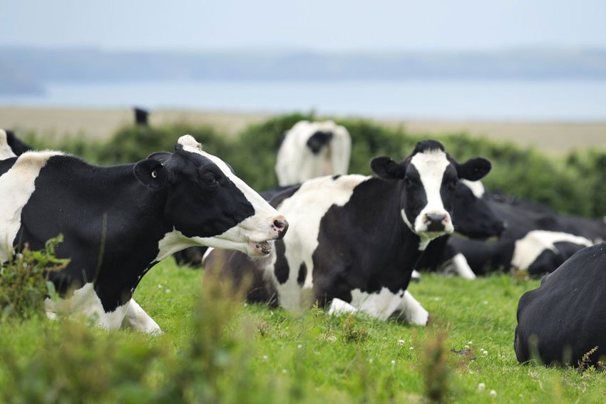 Farm animal disposal | Harry Hawkins & Partners