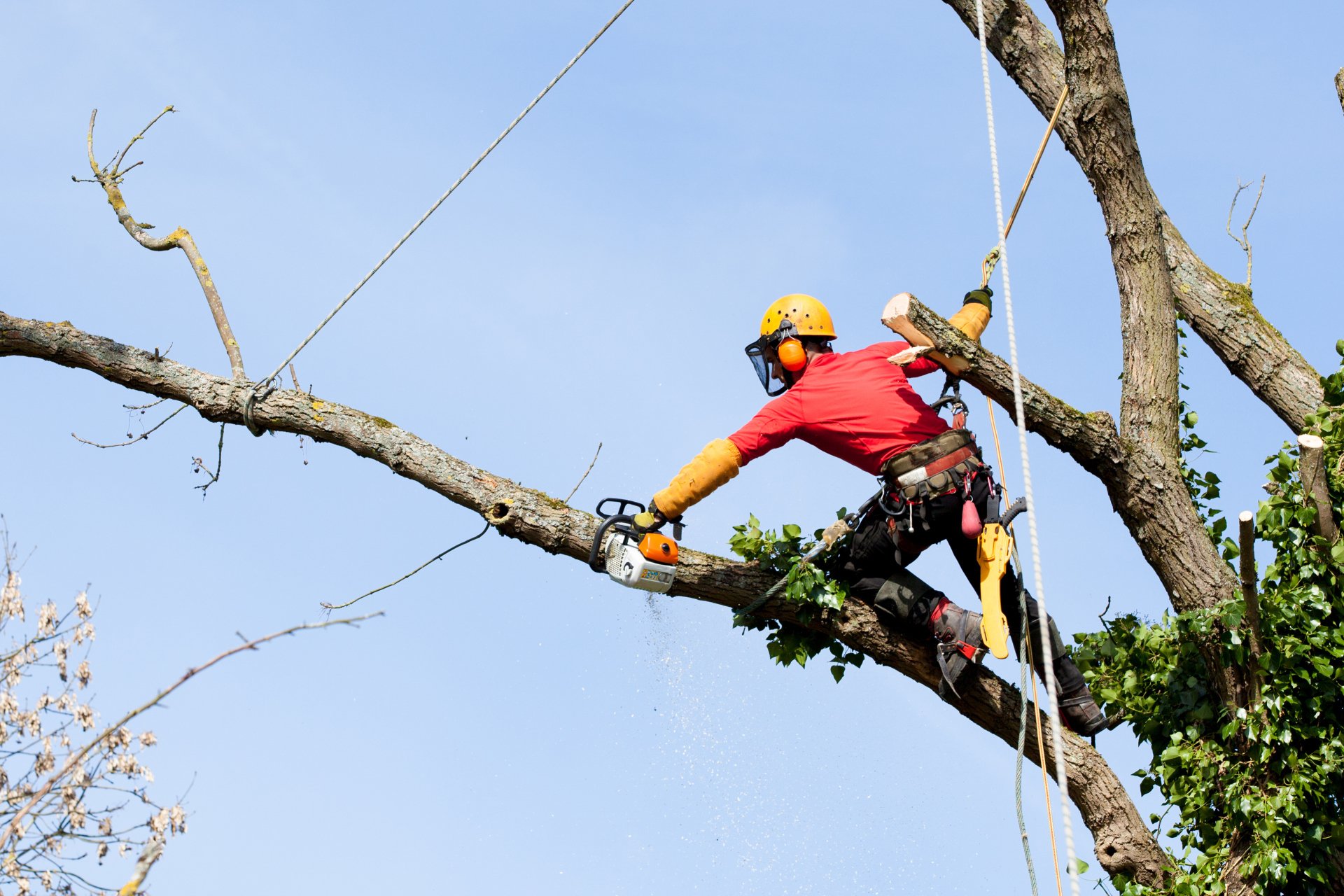 Tree Maintenance | San Diego County, CA | Xtreme Arborists