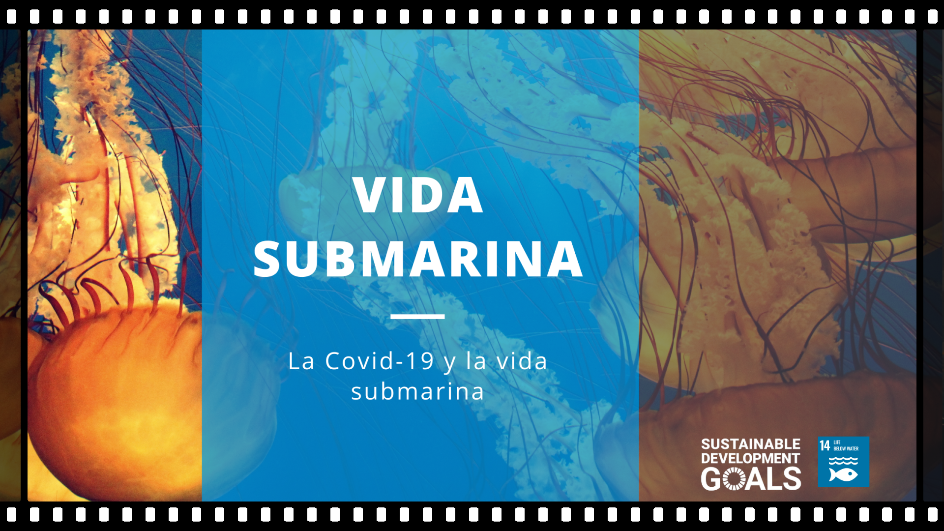 ODS 14: VIDA SUBMARINA
