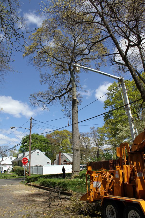Gallery Photos Branching Out Tree Service | Before/After | Equipment