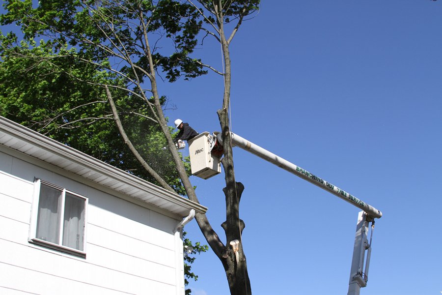 Gallery Photos Branching Out Tree Service | Before/After | Equipment