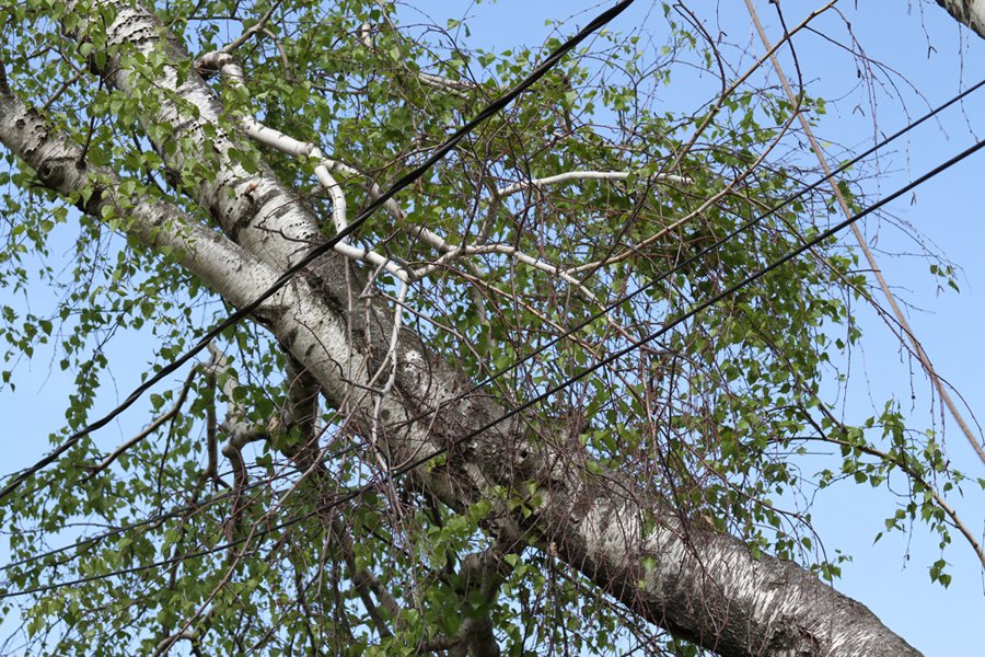 Gallery Photos Branching Out Tree Service | Before/After | Equipment