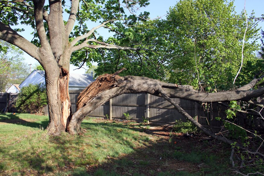 Gallery Photos Branching Out Tree Service | Before/After | Equipment