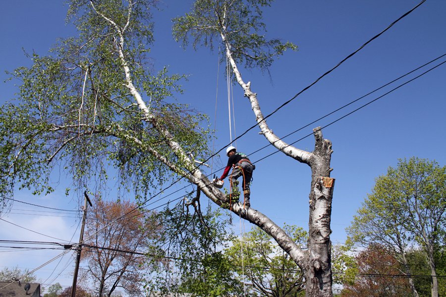 Gallery Photos Branching Out Tree Service | Before/After | Equipment