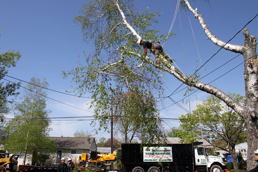 Gallery Photos Branching Out Tree Service | Before/After | Equipment