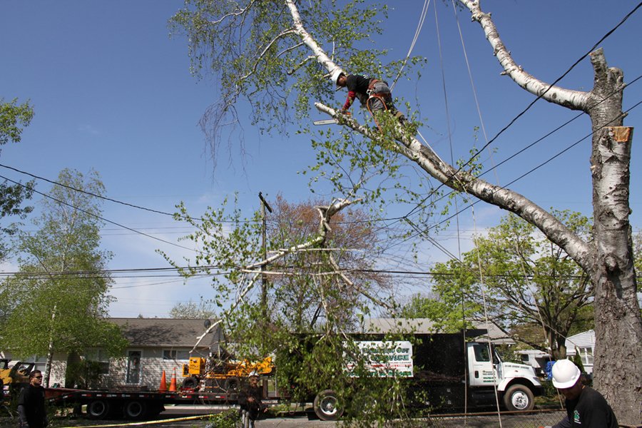 Gallery Photos Branching Out Tree Service | Before/After | Equipment